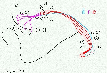 What is coarticulation | Welcome to SWPhonetics